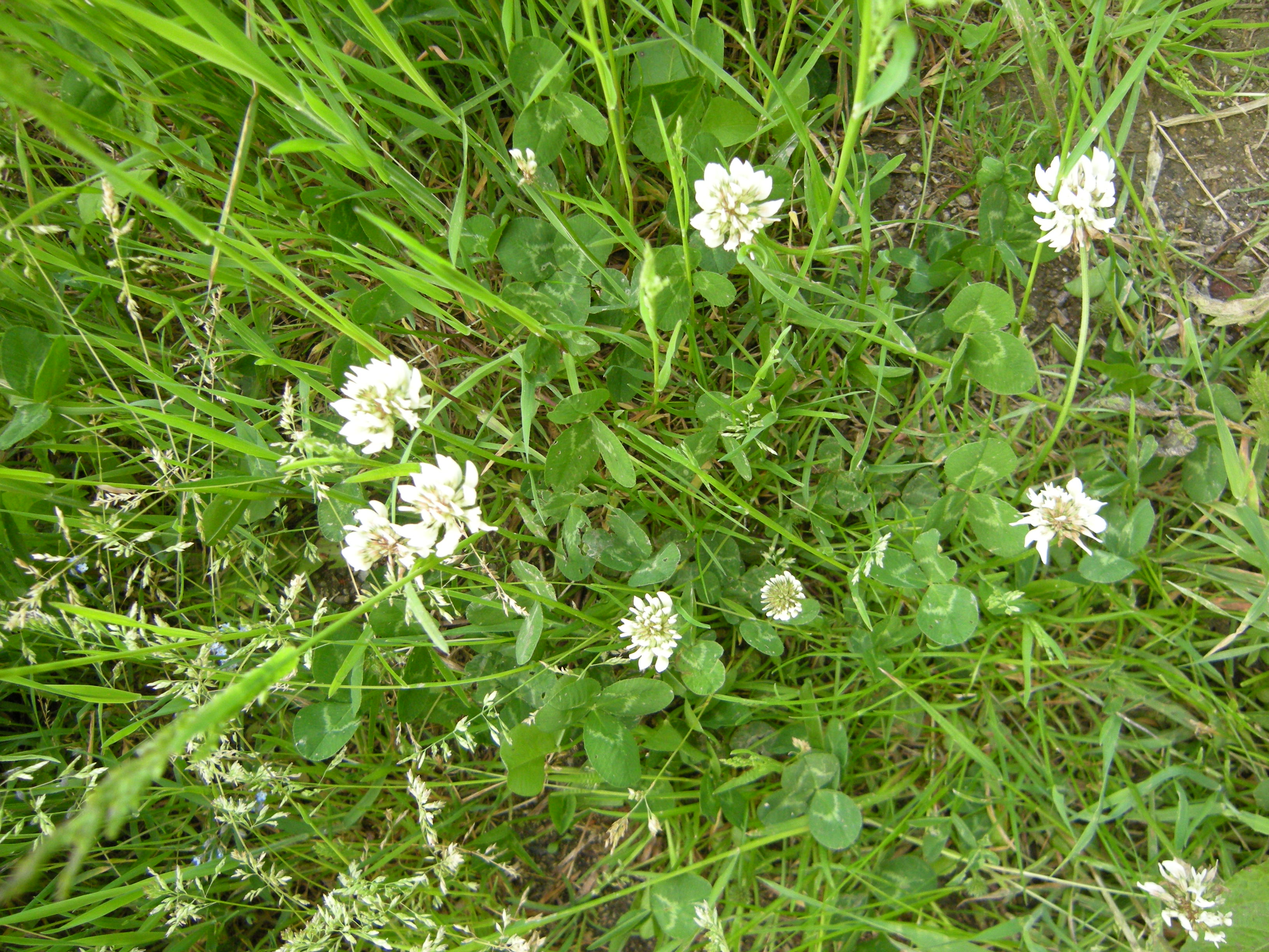 trèfle blanc nain / p0ww